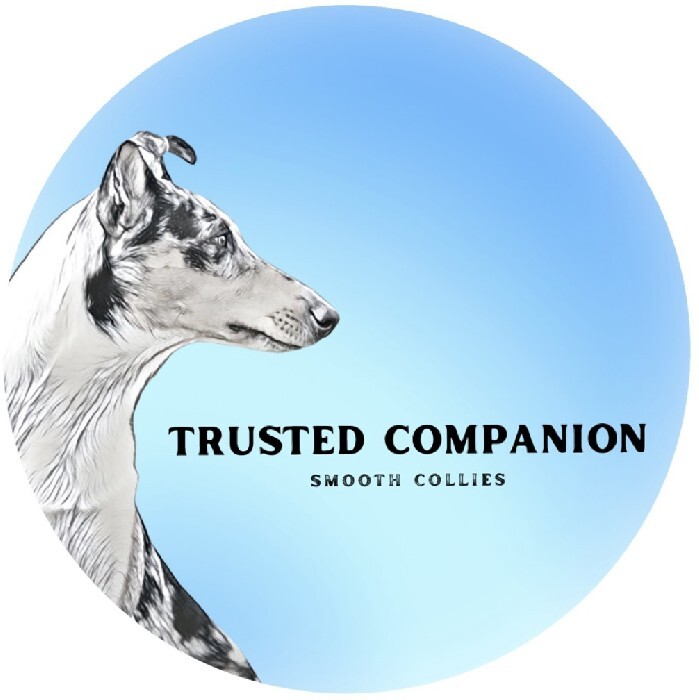 Yhteydenotto :: Kennel Trusted Companion